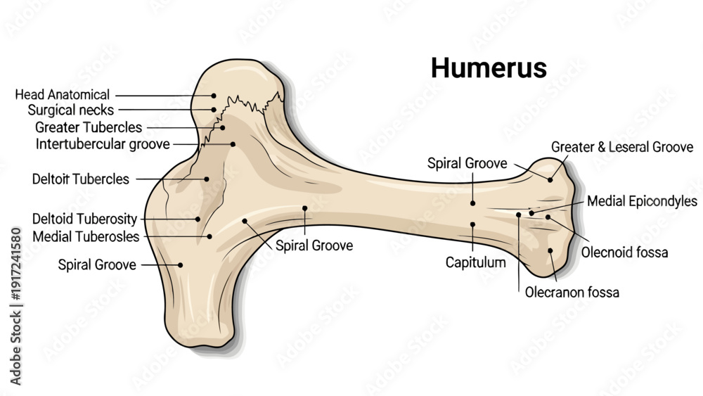 Diagram illustrating and labeling major anatomical features of the ...