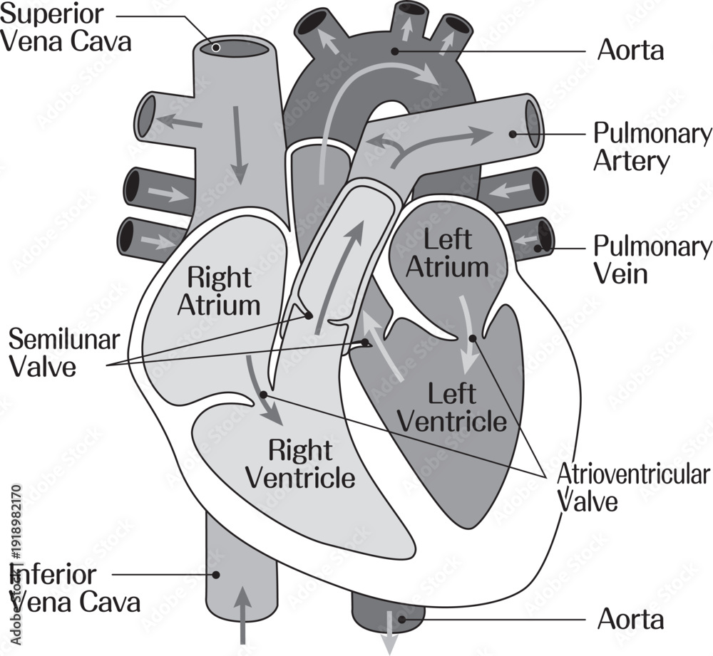 Human Heart Anatomy Diagram with Labeled Chambers and Major Blood ...