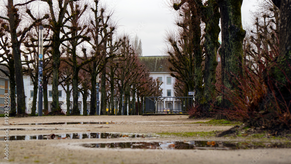 A serene European park features extraordinary rare and ancient trees ...