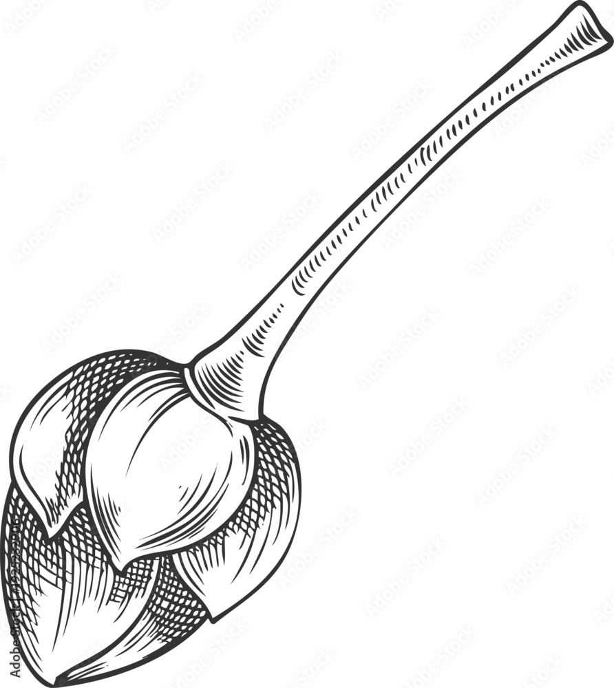 Lucuma tree stem with seed sketch, vector engraved hand drawn not ripe ...