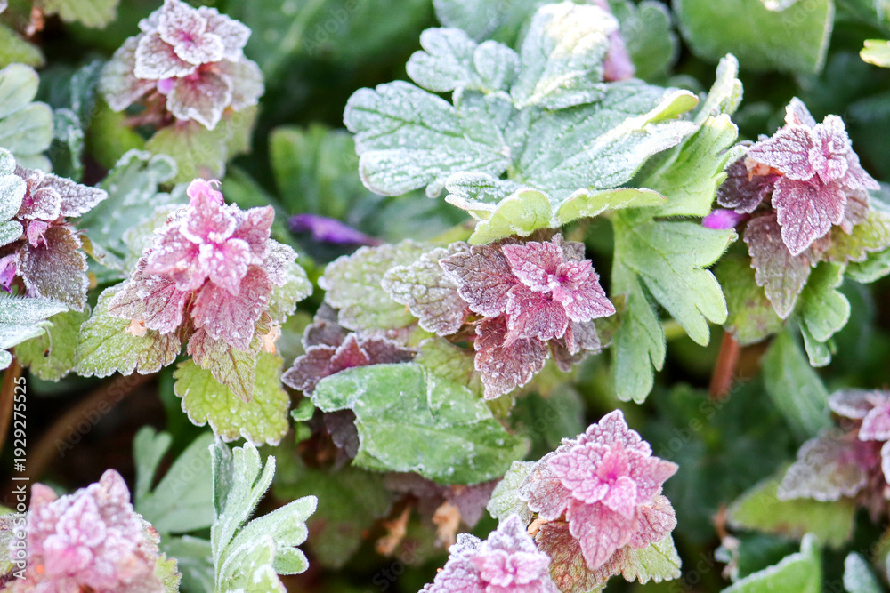 Purple Dead-nettle Lamium purpureum leaves and flowers covered in ...