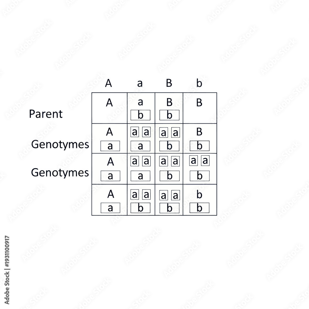 Punnett Square Genetic Traits Inheritance Chart. Stock Vector | Adobe Stock