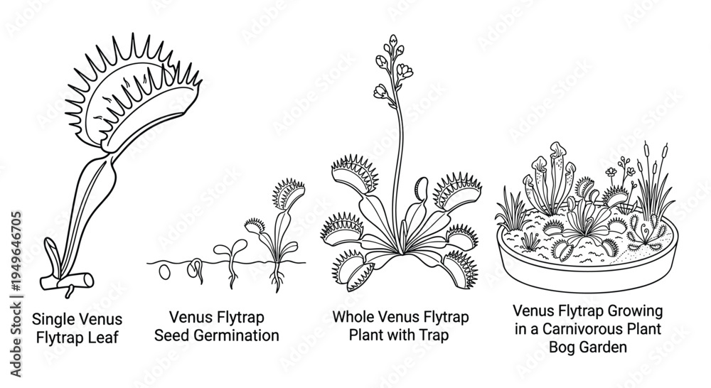 Stock-Vektorgrafik „Venus flytrap plant life cycle from seed ...
