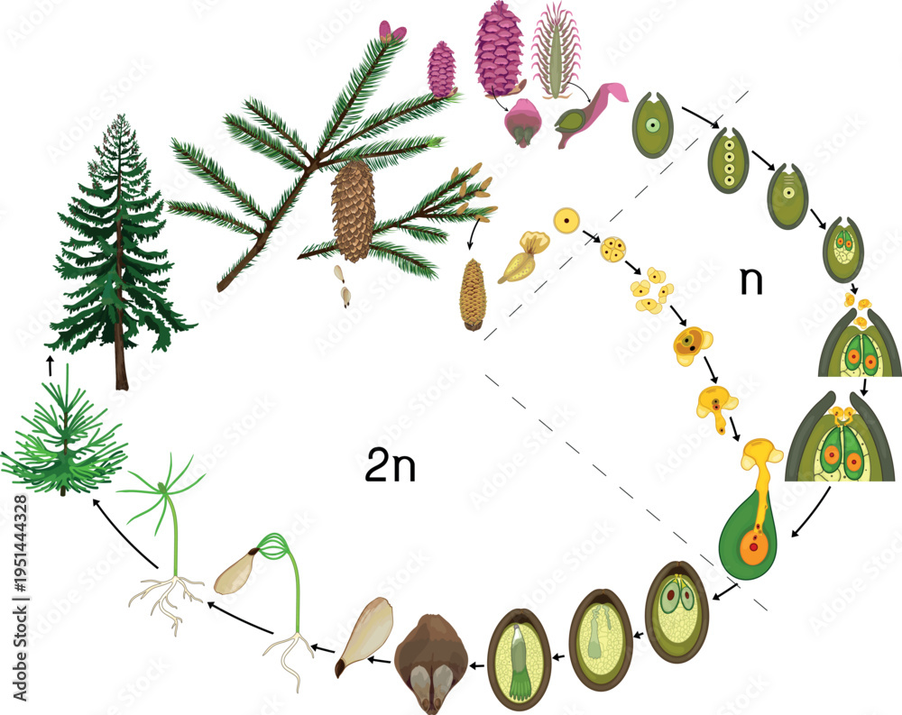 Vector de Stock Life cycle of spruce tree diagram. Reproduction of ...
