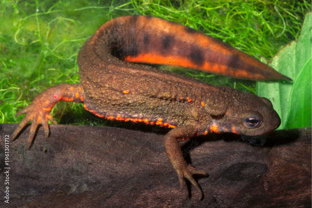 Firebelly newt, Cynops pyhrrogaster. Stock Photo | Adobe Stock
