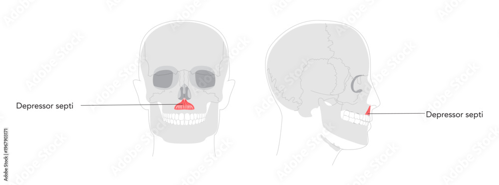 Depressor septi - Nasal muscle lowering nasal septum and opening ...