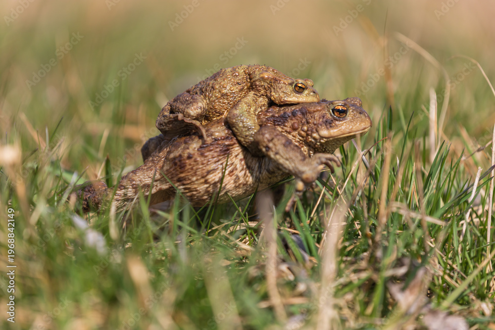 Common Toads Migrating in Amplexus During Spring Breeding Season in ...