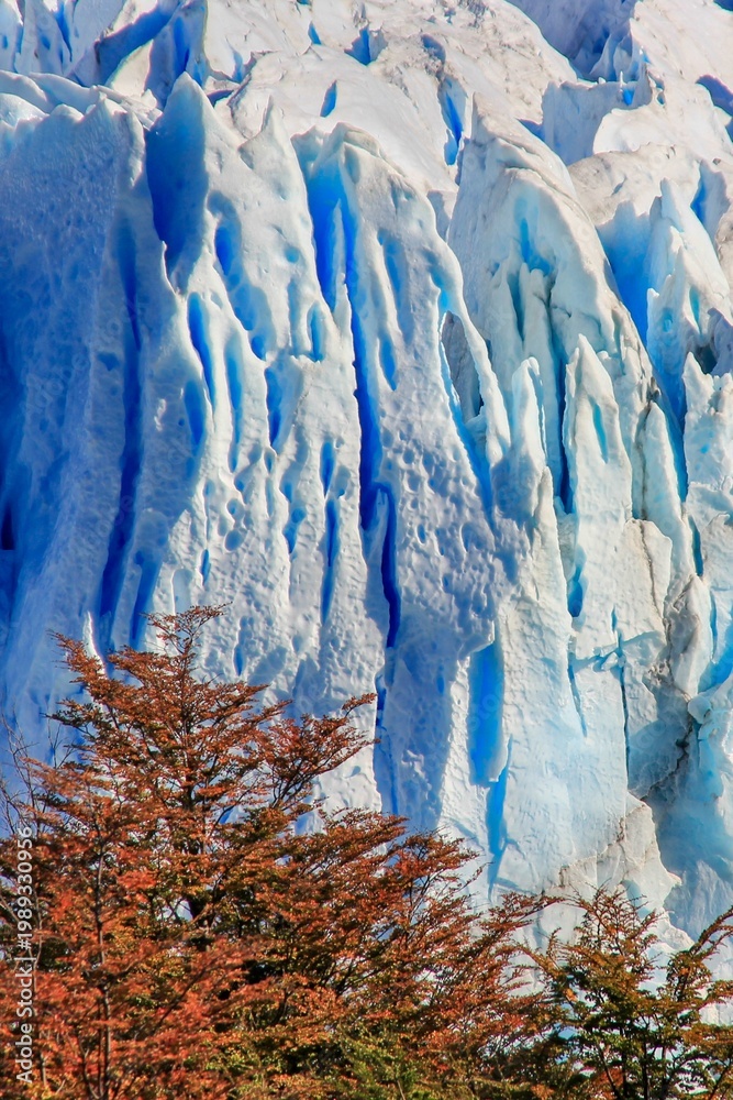 Stock-Foto „Perito Moreno Glacier blue ice texture with lenga trees in ...