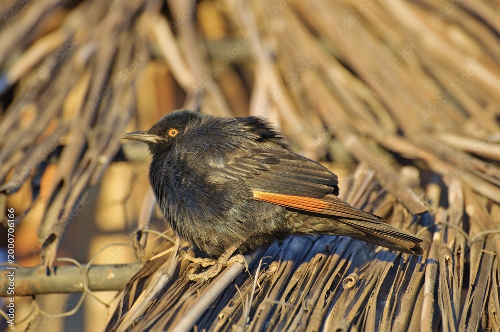 Red-winged Starling (Onychognathus morio) at Fish River Canyon, Namibia ...