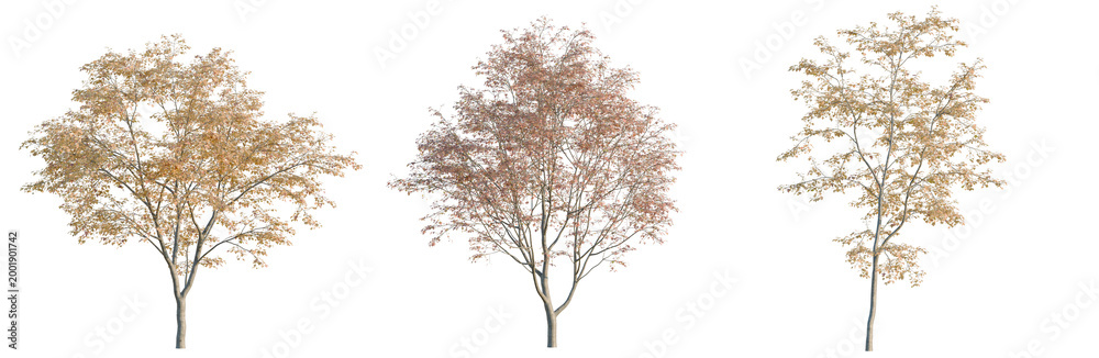 Acer buergerianum tree, elevation, front view, cutout, transparent ...