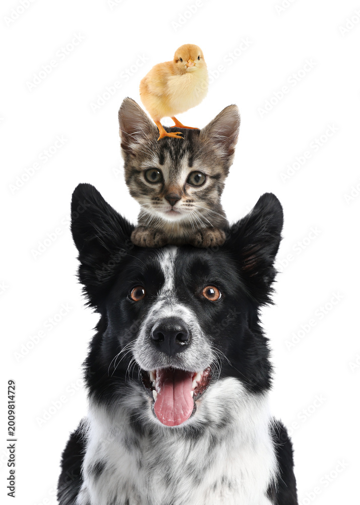 Foto Cute cat, border collie dog and chick on white background. Animal ...