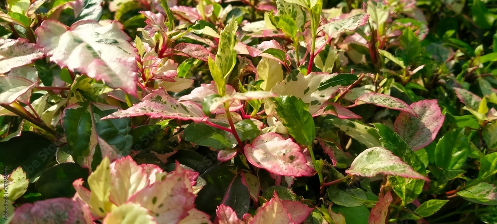 How to Care for Hibiscus Rosa Sinensis Complete Planting and Growing ...