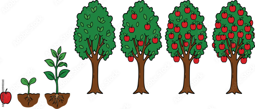 Apple tree growth stages from seedling to fully grown fruit plant ...