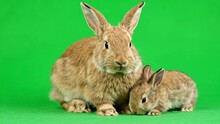 Rabbit Family Standing Together Free Stock Photo - Public Domain Pictures