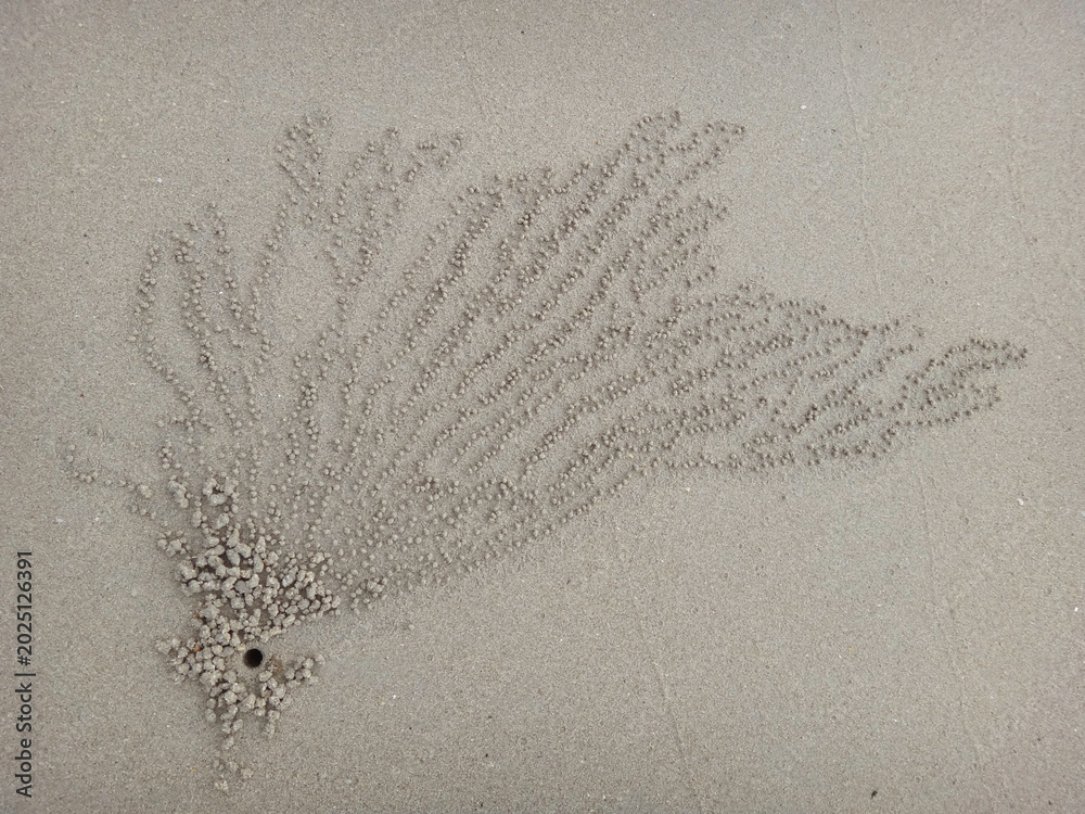 Sand bubbler crab burrow with patterns of sand pellets on the beach の ...