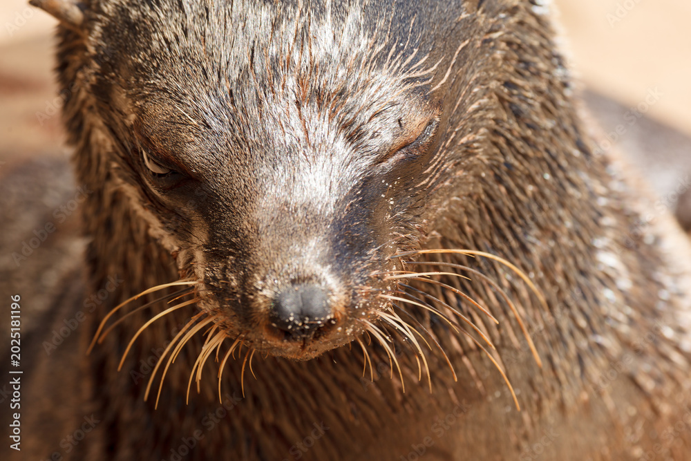 Closeup of seal who appears to be winking at photographer の Stock フォト ...