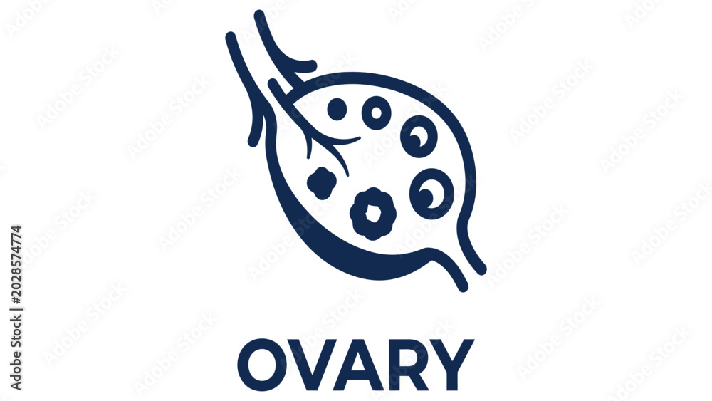 Ovary icon illustrates the female reproductive system for educational ...
