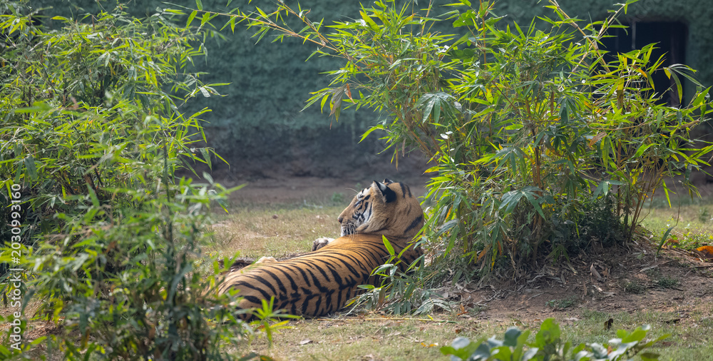 Fotografie Bengal tiger (Panthera tigris) in the forest. ve službě ...