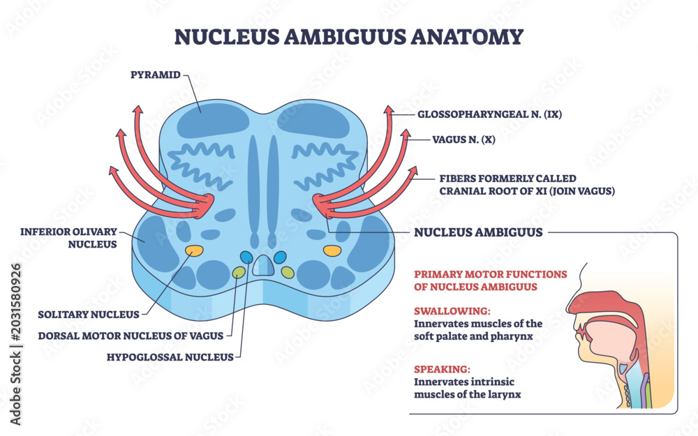 Stock-Vektorgrafik „Nucleus ambiguus anatomy diagram of the medulla ...