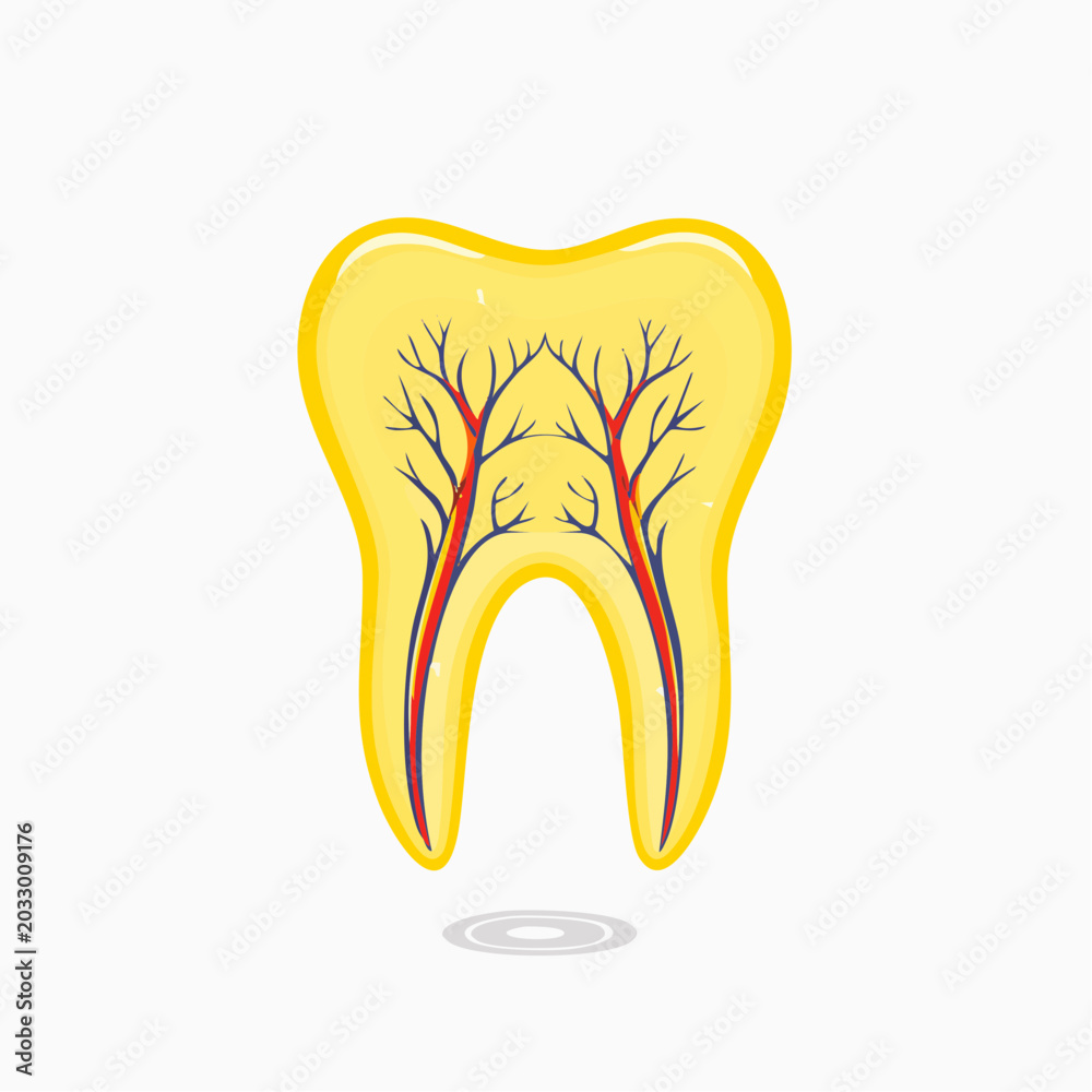 Illustrated Tooth Anatomy with Blood Vessels and Nerves Stock Vector ...