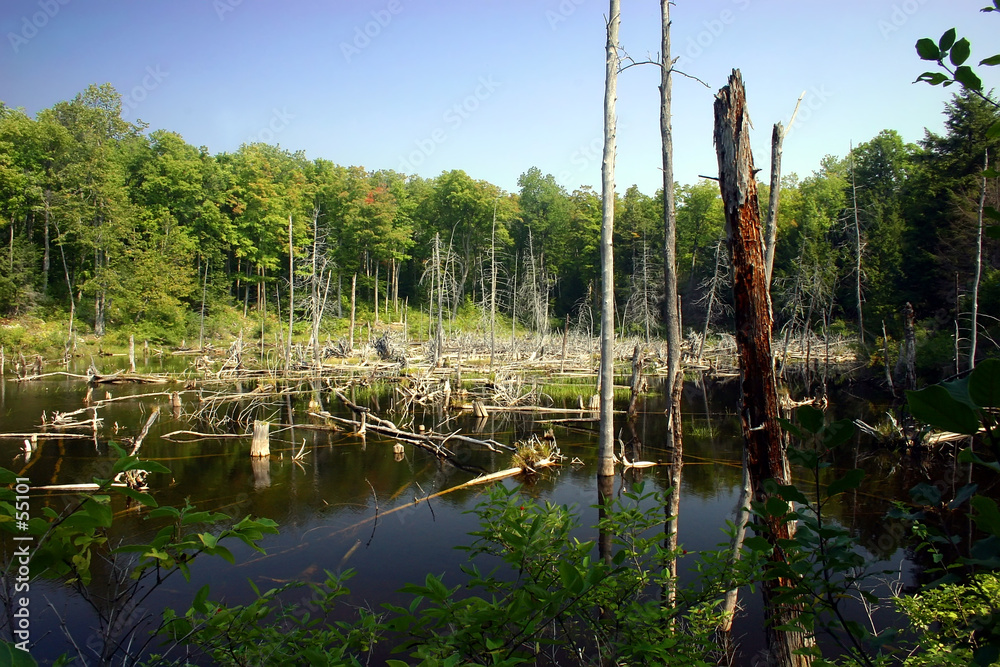 dead trees within a swamp Stock Photo | Adobe Stock