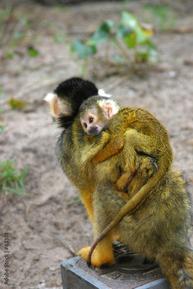 spider finger baby monkey