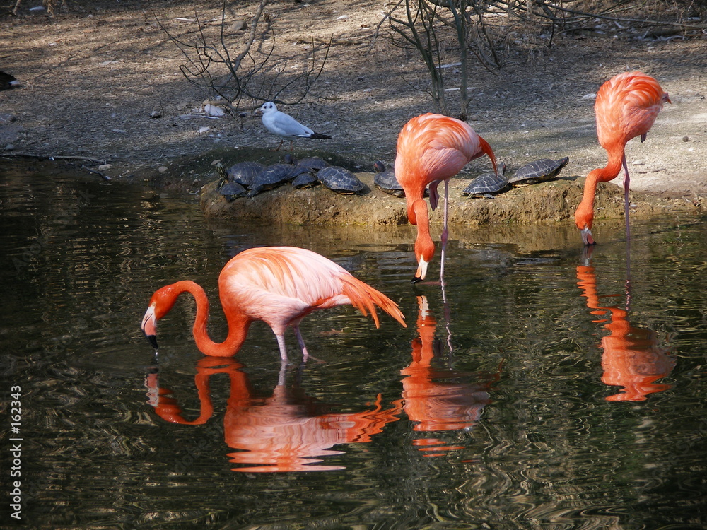 flaman rose Stock Photo | Adobe Stock