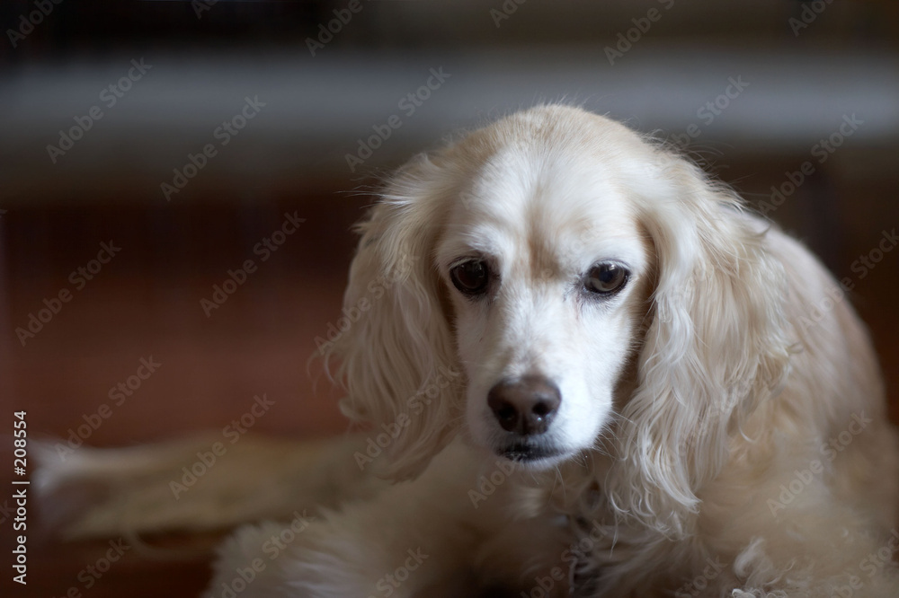 cocker spaniel with sad look Stock Photo | Adobe Stock