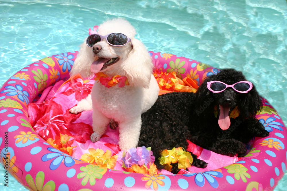 pool poodles Stock Photo | Adobe Stock