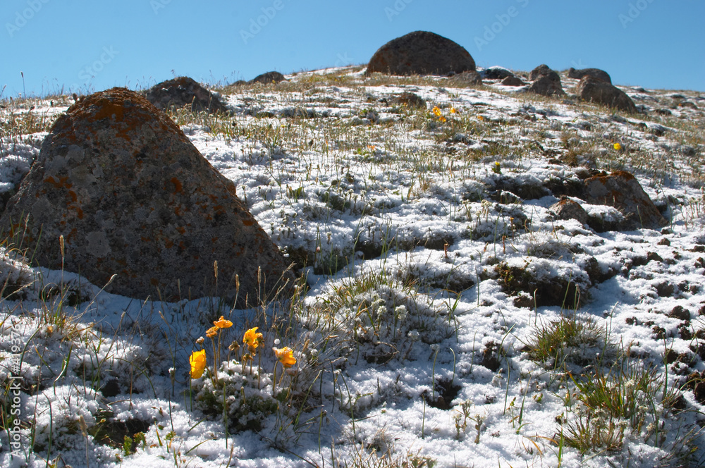 mountain meadow in the morning after heavy snow 3 Stock Photo | Adobe Stock