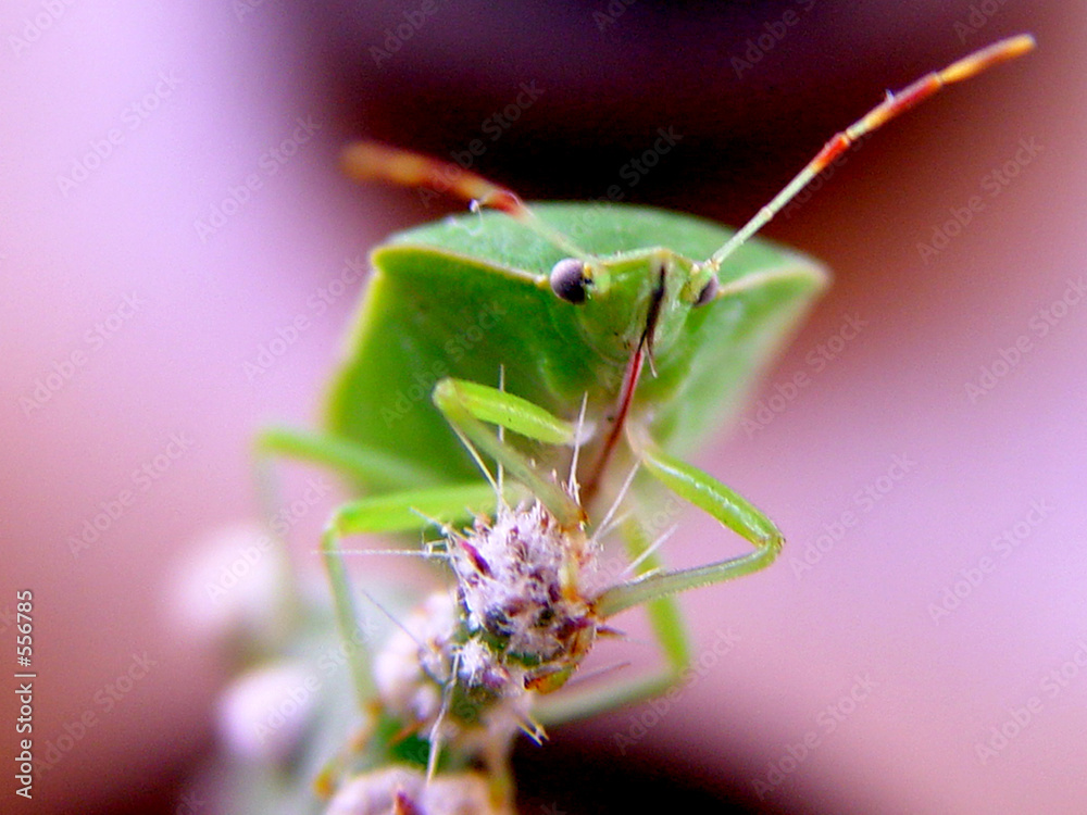 chipo foto de Stock | Adobe Stock