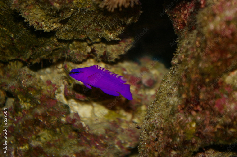 poisson violet/purple fish Photos | Adobe Stock