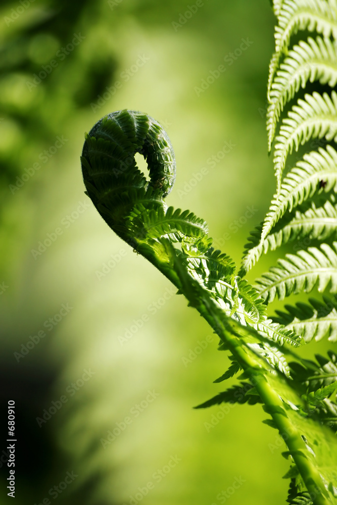 farn Stock-Foto | Adobe Stock