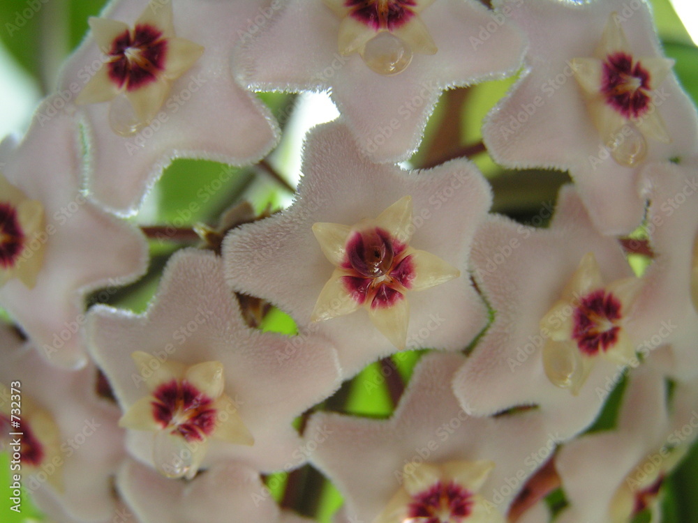 wax plant blooming Stock Photo | Adobe Stock