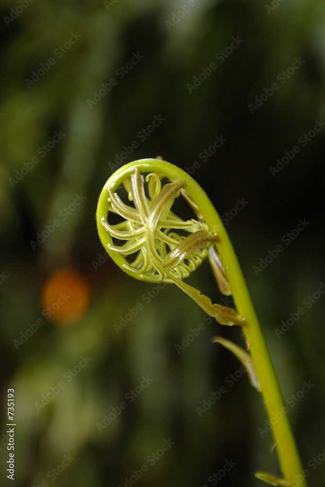 ferm frond Stock Photo | Adobe Stock
