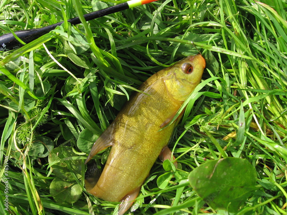 fish Stock Photo | Adobe Stock