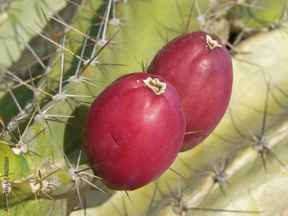 xoconostle foto de Stock | Adobe Stock