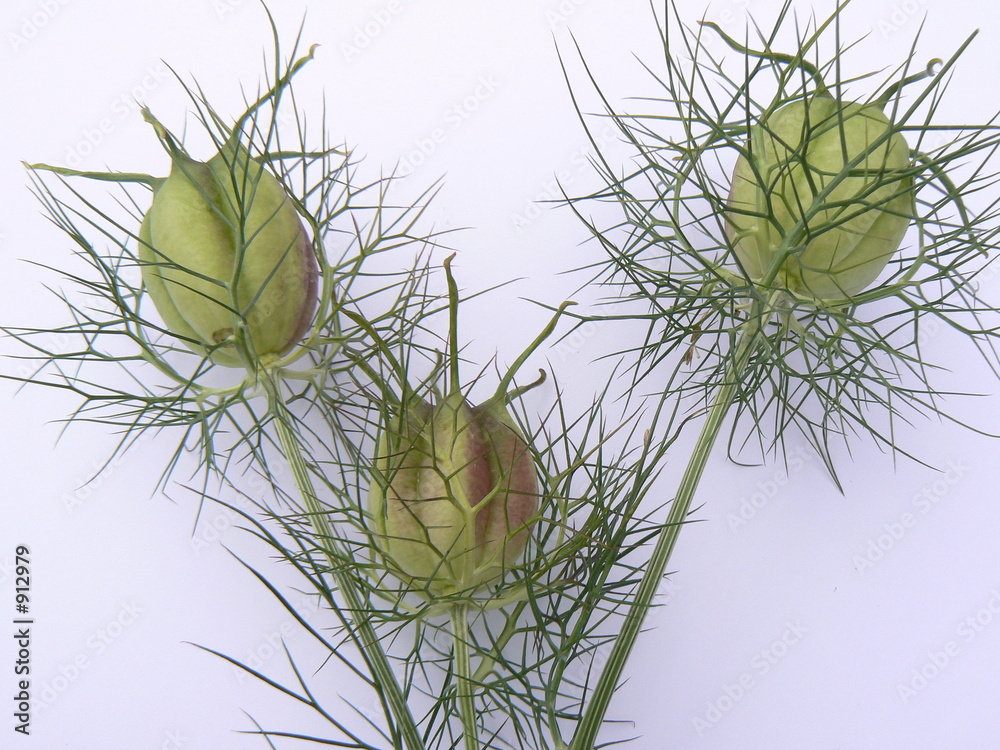 nigella seed pods Stock Photo | Adobe Stock