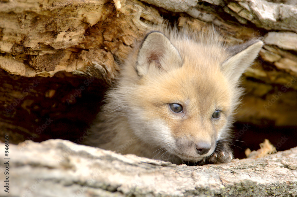 red fox pup (vulpes vulpes) looking camera right. Stock Photo | Adobe Stock