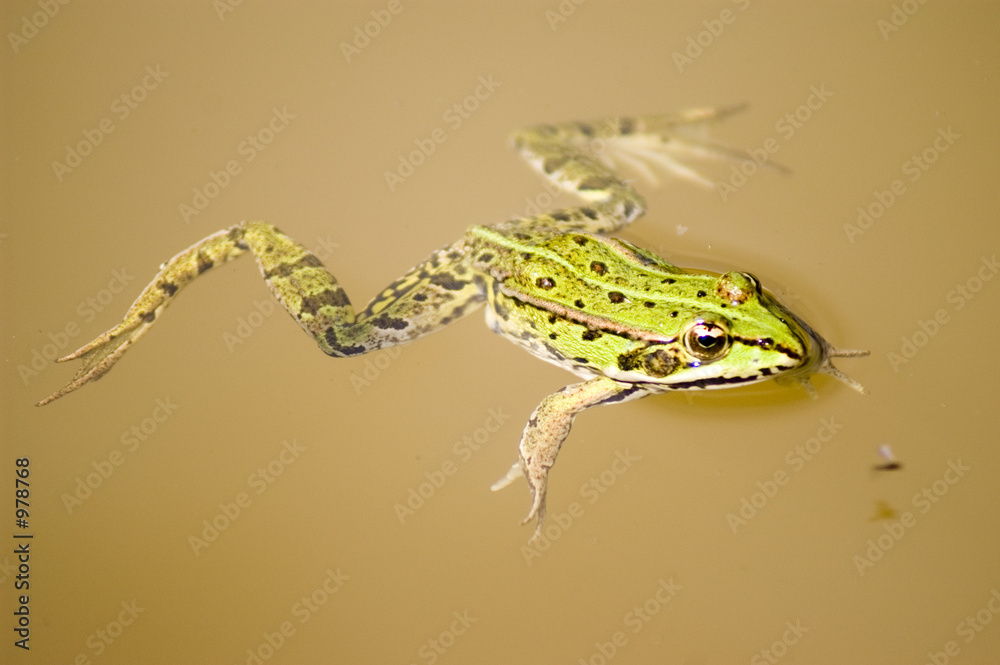 grenouille rainette Photos | Adobe Stock