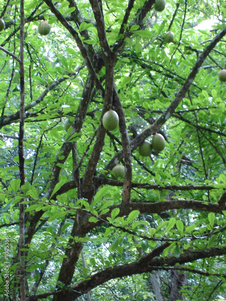 mora tree Stock Photo | Adobe Stock