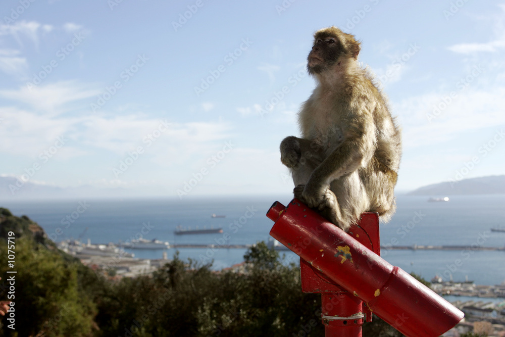 singe Stock Photo | Adobe Stock