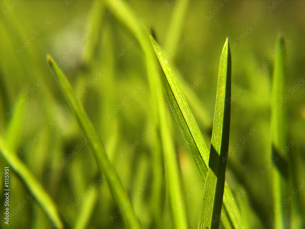 grass macro Stock Photo | Adobe Stock
