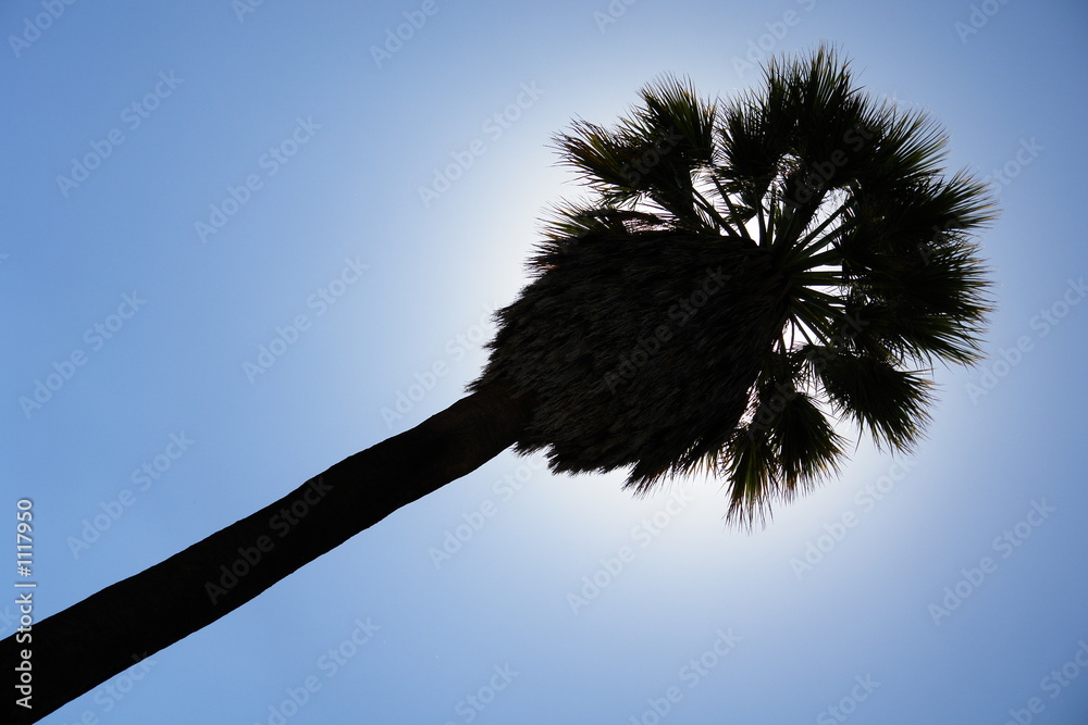 palmier Stock Photo | Adobe Stock