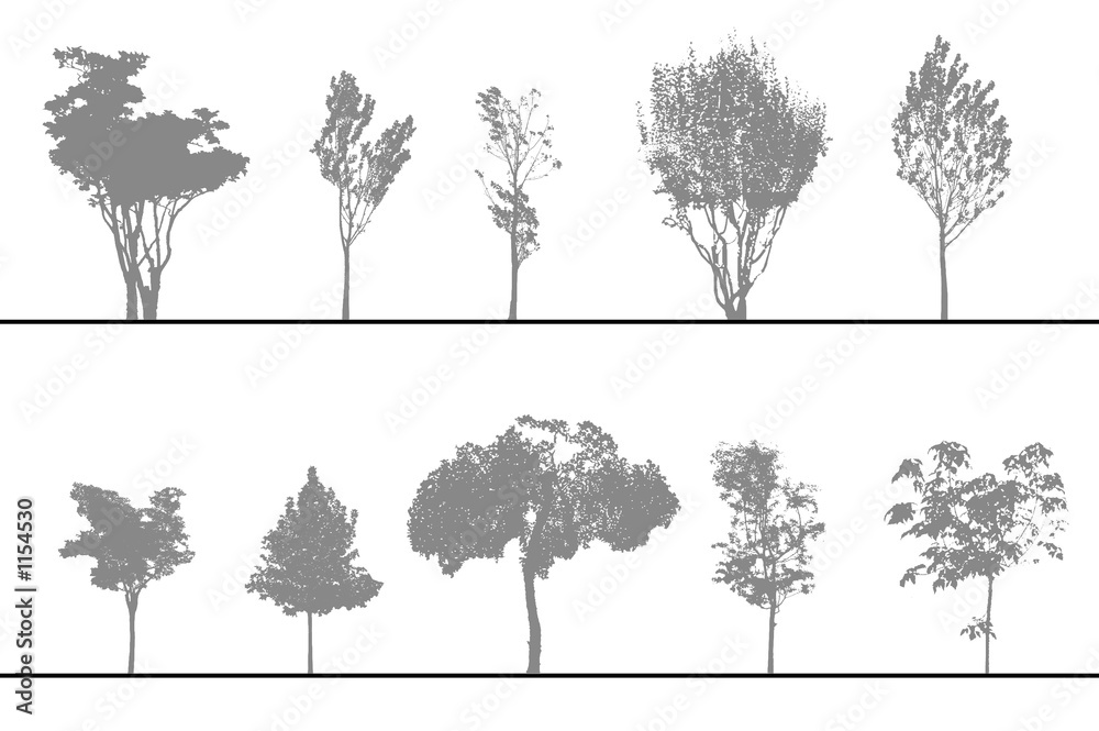 arbres pour coupes et élévations Stock Illustration | Adobe Stock