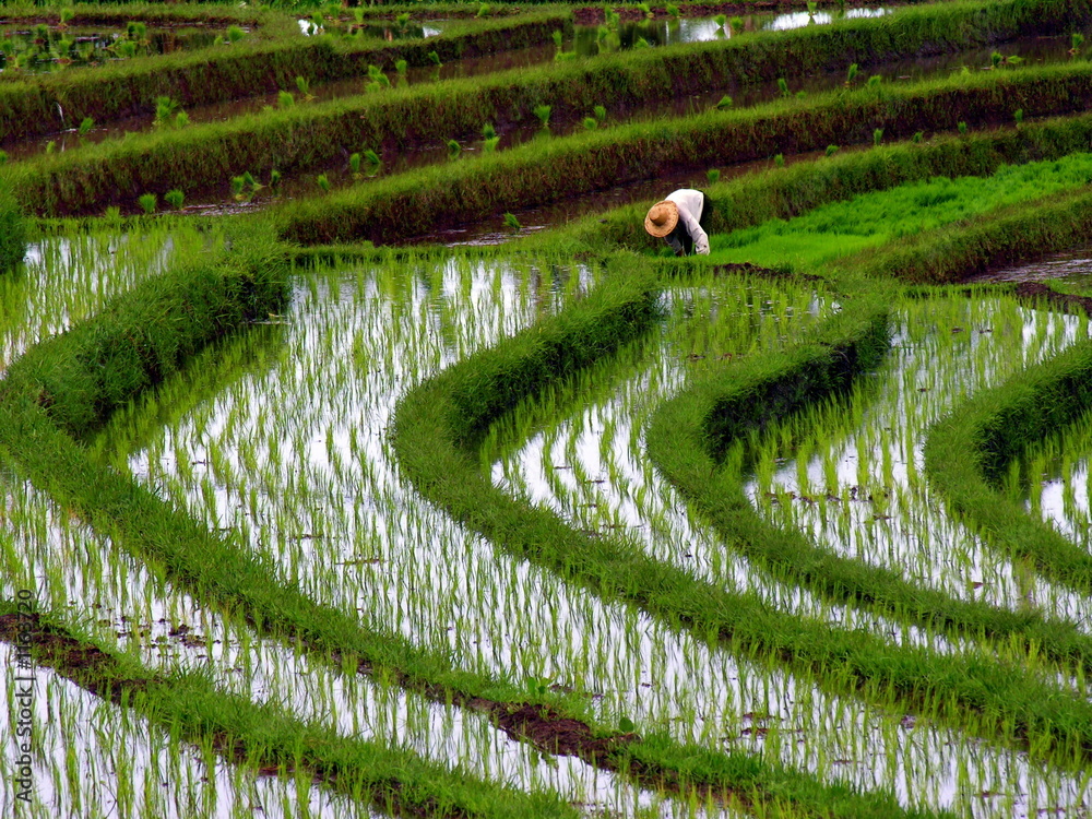 travail dans la riziere Photos | Adobe Stock