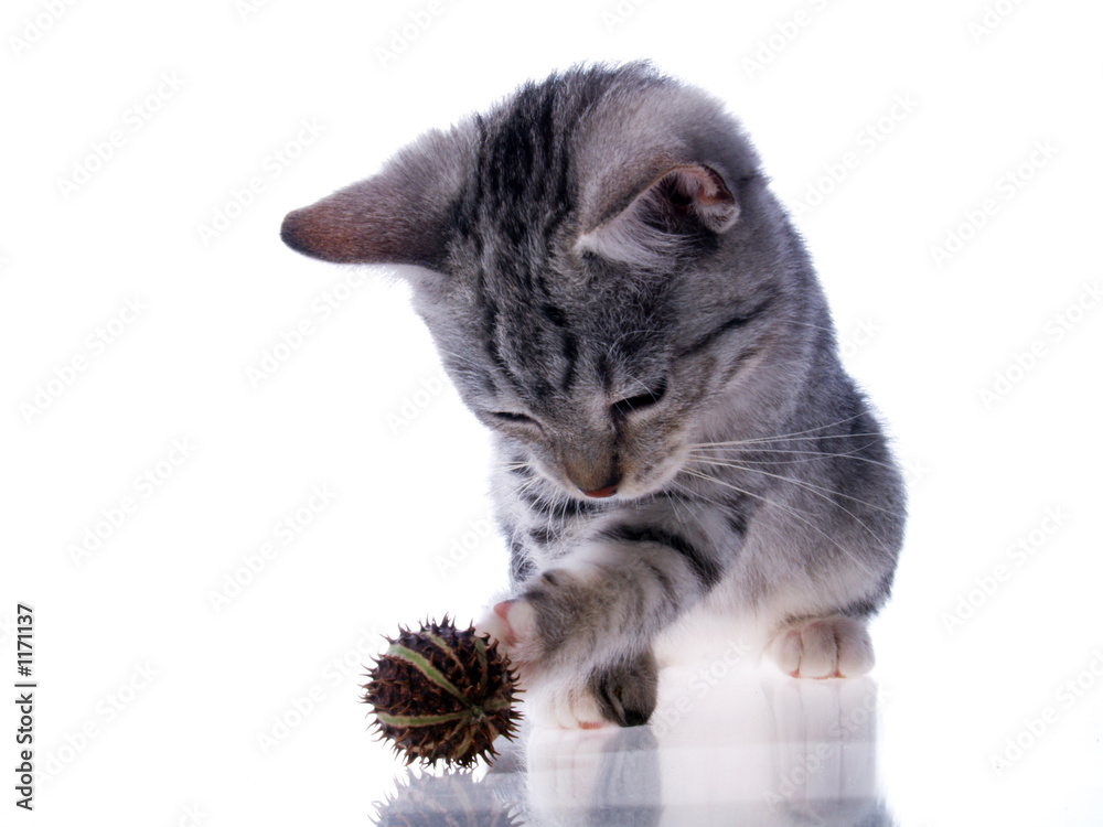 puusy cat Stock Photo | Adobe Stock