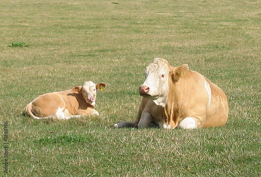 Simmental Cow And Calf
