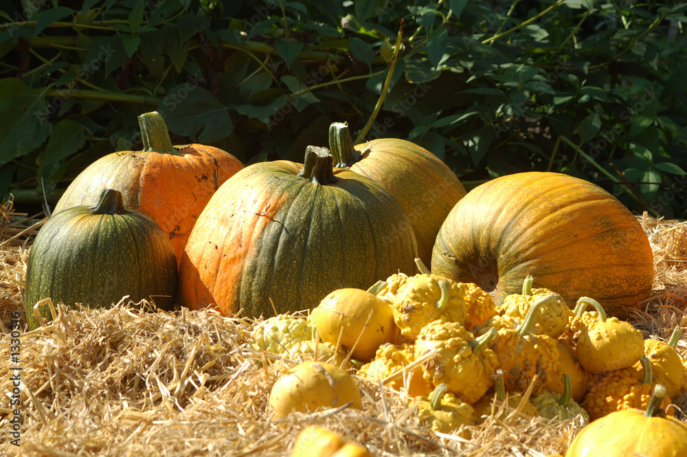 potirons et coloquintes Photos | Adobe Stock