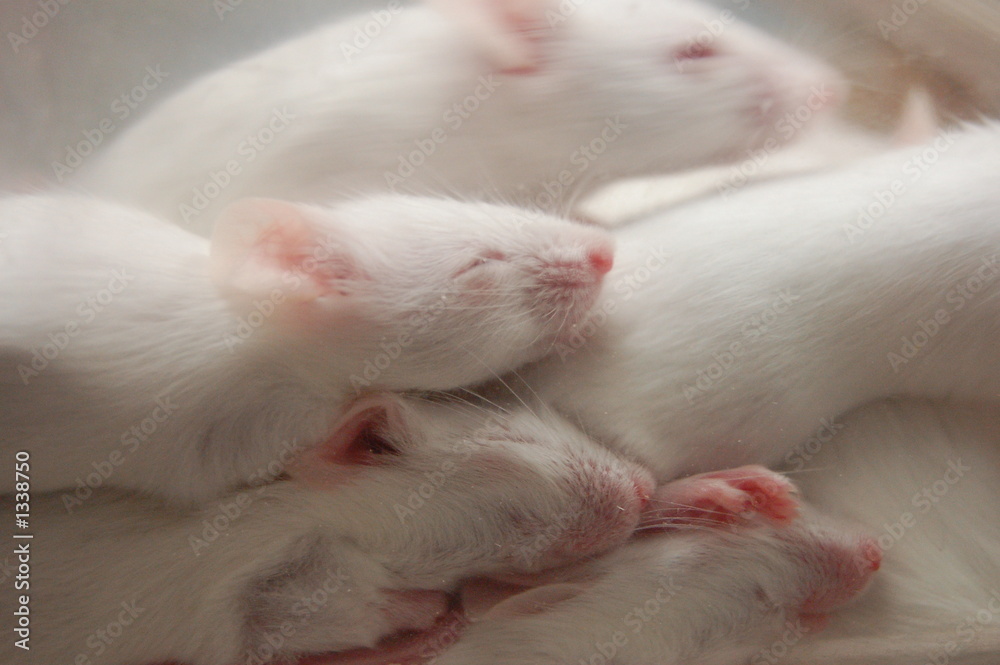 mice Stock Photo | Adobe Stock